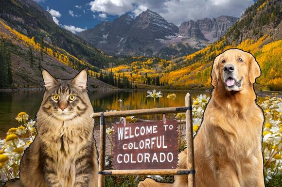 Trending Pet Names in Colorado: 2025’s Most Popular Picks - NewsBreak