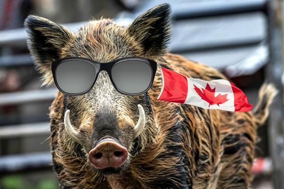Canadian Super Pigs Are Just 18 Miles From the Minnesota Border - NewsBreak
