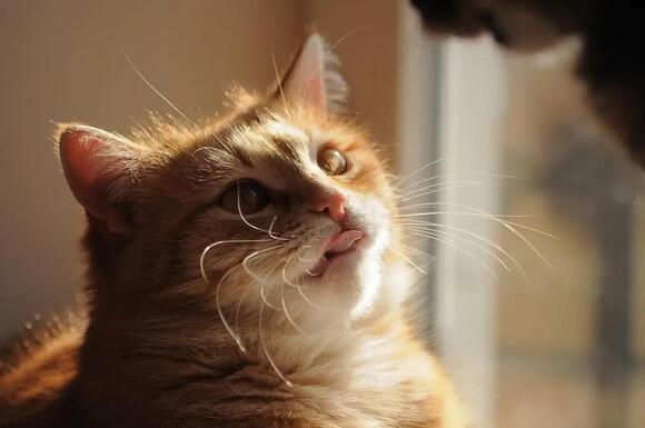 9 Signs Your Cat Is More Intelligent Than You Think - NewsBreak