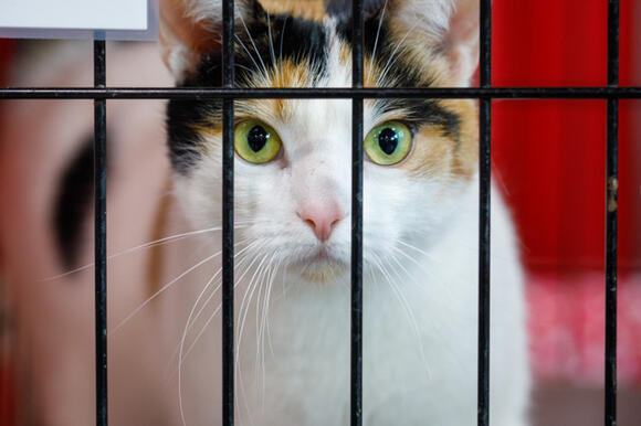 Find Your New Best Friend at My Furry Valentine - NewsBreak