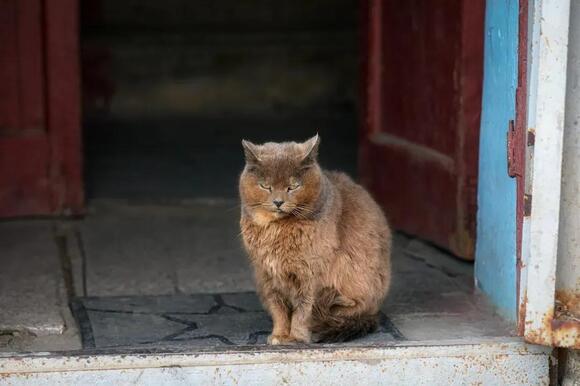10 Signs a Stray Cat Has Chosen You as Their New Owner - NewsBreak