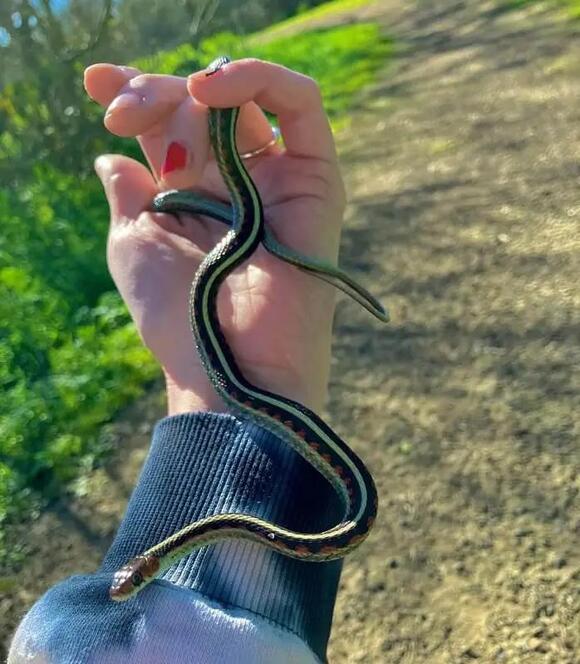 Hiker in 'complete shock' after spotting rare snake species on busy ...