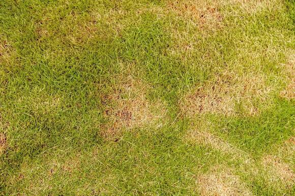 Is It Illegal to Blow Grass Into the Street in Texas? - NewsBreak