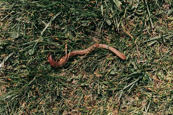 The Largest Earthworm in the World - NewsBreak