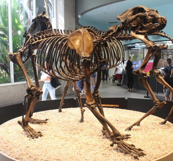 Anchorage and the Megafauna: Alaska’s Urban Frontier Sits on ...