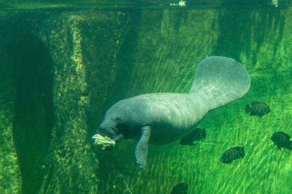 How Florida’s Manatees are Fighting for Survival - NewsBreak