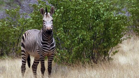 What Makes a Plains Zebra Different from a Mountain Zebra - NewsBreak