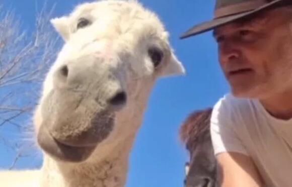 Man Gives Donkey Cutest Pep Talk, “One Of The Most Handsome Donkeys I ...