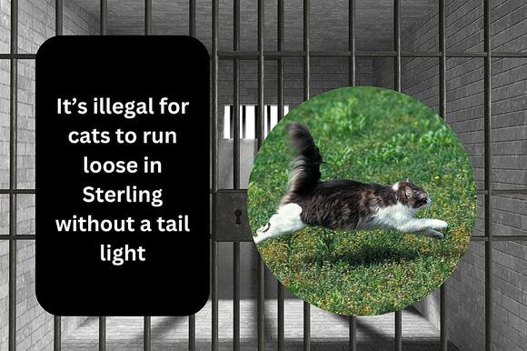 Law Enforcement Called After Marsupial Spotted Loose in Colorado ...