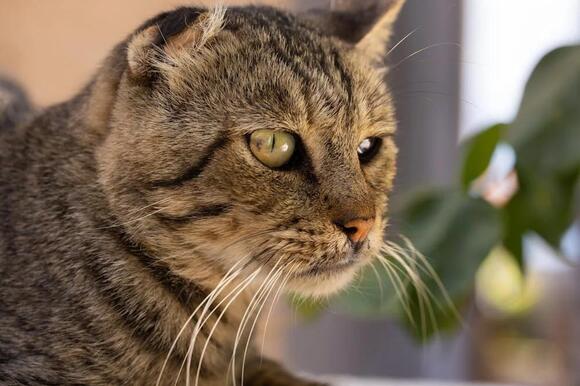 Brazilian White Cat Caught Smuggling Tools Into Prison - NewsBreak