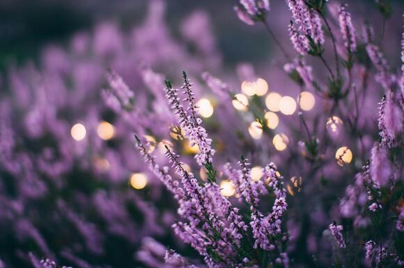 Full Weekend of Lavender Experiences Coming to CNY Farm - NewsBreak
