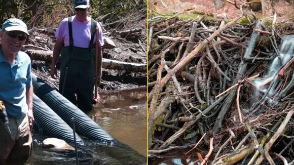 11 beavers were released into a dead river – what they did next was ...