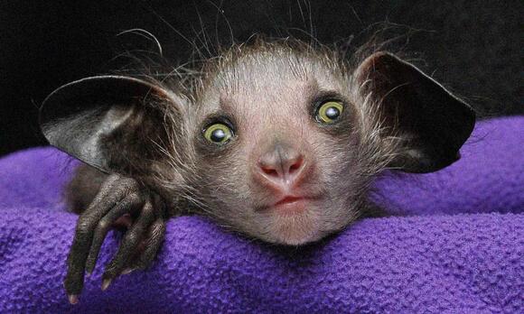 17 Hilarious-Looking Animals in the World - NewsBreak
