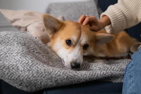 If Your Dog Does This One Thing When You Cry, They’re Trying to Heal ...