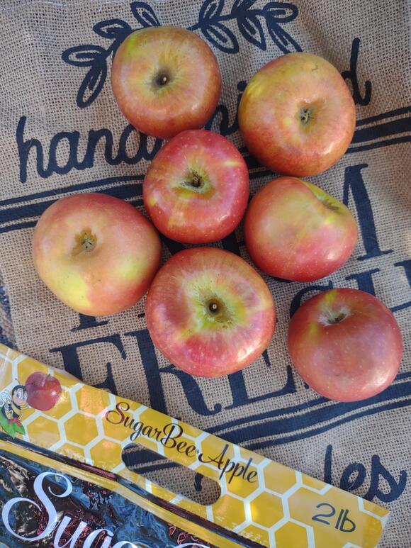 Things to Know About Sugar Bee Apples Before You Put Them in Your Cart ...