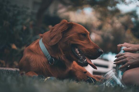 Cats or Dogs? The Science Behind Who (Actually) Loves You More - NewsBreak