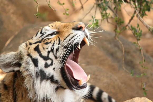 10 Surprising Facts About Tigers You have Probably Never Heard - NewsBreak