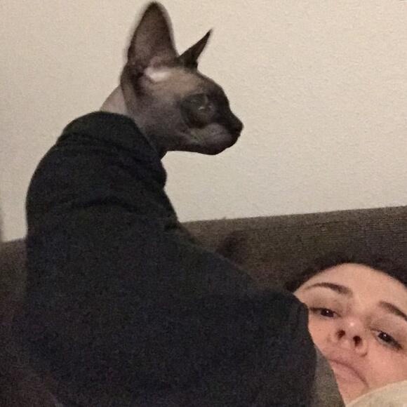 Sphynx Charm — Hairless, Warm, and Weirdly Irresistible - NewsBreak