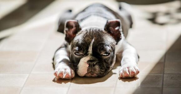 Boston Terrier Teeth: Everything You Need To Know