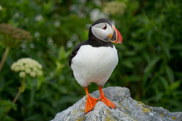 Puffin Day: The Fossil Story of Seabirds That Survived Ice Ages - NewsBreak