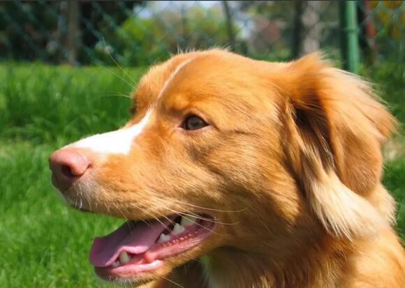 New WSDOT Pet Policy on Ferries Allows Leashed Dogs - NewsBreak