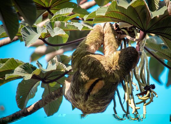 Why Sloths Are So Slow — And How That’s Weirdly Brilliant - NewsBreak