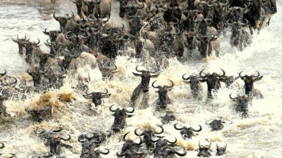 How Unpredictable Weather Patterns Are Changing Animal Habitats - NewsBreak