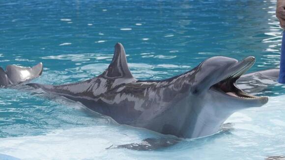 How Dolphins Teach Their Young Complex Hunting Strategies - NewsBreak