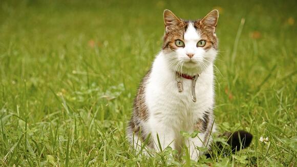Understanding Your Cat’s Body Language: 12 Key Cues You Might Be ...