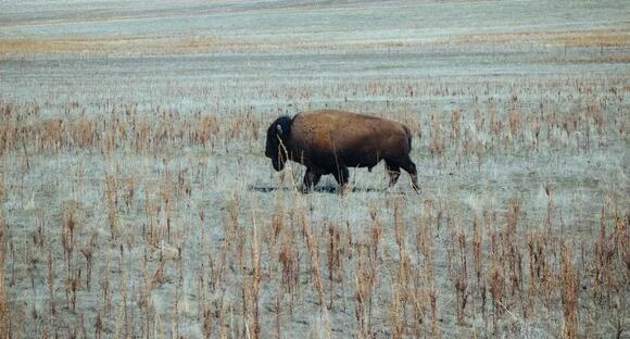 Why Wyoming Chose the Plains Bison as Its State Animal - NewsBreak