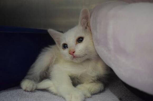 🐱 Sweet Cats Ready for Adoption in Pahrump — Find Your Feline Friend ...