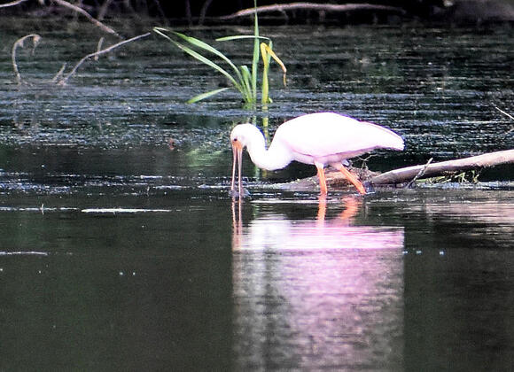 Birders Rush to West Michigan After Rare Bird Alert - NewsBreak