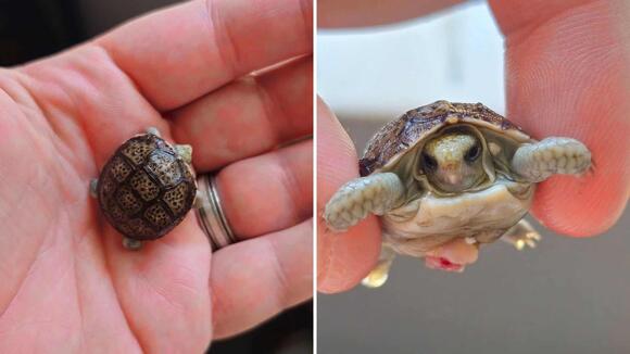 Tiny Wonders: The Smallest Creatures on Earth - NewsBreak