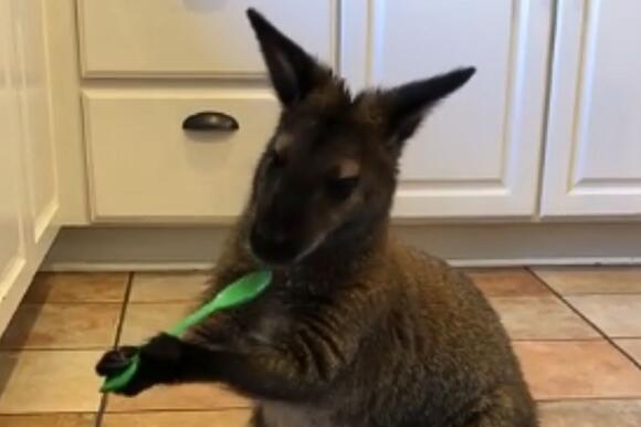 Law Enforcement Called After Marsupial Spotted Loose in Colorado ...