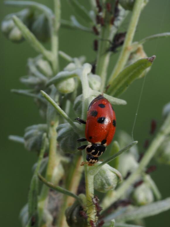 14 Creatures That Can Reproduce Without Mating - NewsBreak