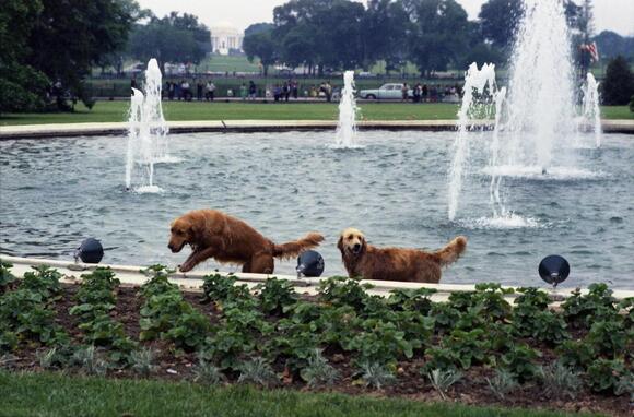 How Golden Retrievers Bring Sunshine to Quiet Retiree Days - NewsBreak