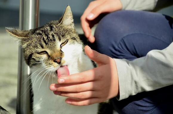 How Can I Tell If My Cat Truly Trusts Me? Signs to Look For - NewsBreak