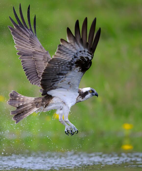 Say Hello to Your Birth Month Bird of Prey – And the Special Meaning ...