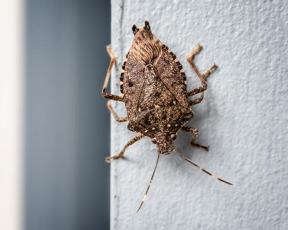 6 Garden Pests to Watch for in June – Don't Wait! Eliminate Them Before ...