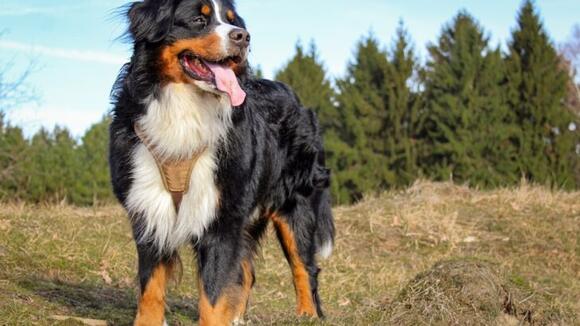 25 Dog Breeds Perfect for Families With Kids - NewsBreak