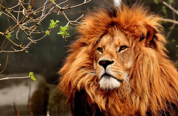 The Ethiopian Lion — A Rare Lineage Hiding in the Highlands - NewsBreak