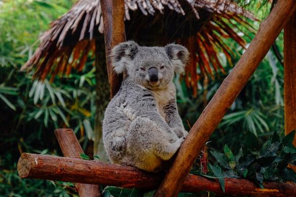 The Brain of a Koala: Fascinating Facts for International Wild Koala ...