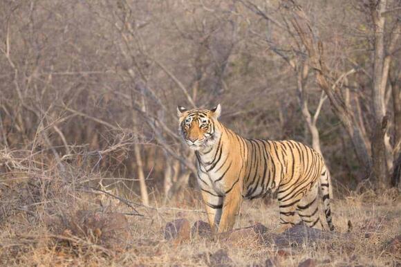 Record-Breaking Largest Tiger Ever Recorded (857 Pounds) - NewsBreak