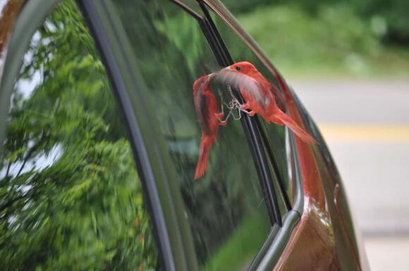 Wild Animals React to Seeing Themselves in Mirror - NewsBreak