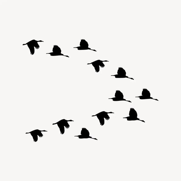 What It Means When Crows Gather in Your Yard at Dawn (According to ...
