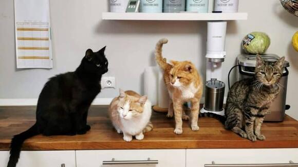 13 Indoor Cats That Love a Taste of the Wild - NewsBreak