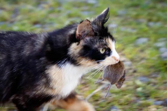 Why Does My Cat Bring Me ‘Gifts’? Unpacking This Odd Behavior - NewsBreak