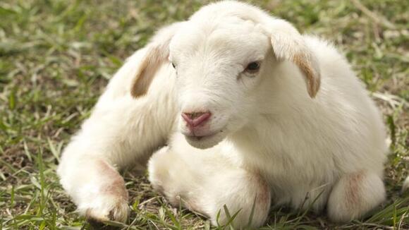 Once Abandoned This Baby Lamb Beats a Brutal Fate and Finds Hope ...