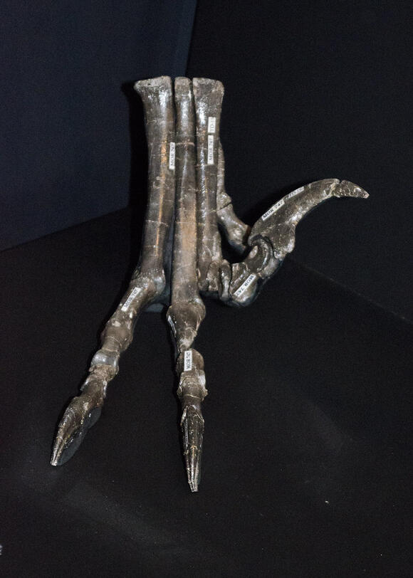 From Feathers to Claws: The Real Life of a Cretaceous Raptor - NewsBreak