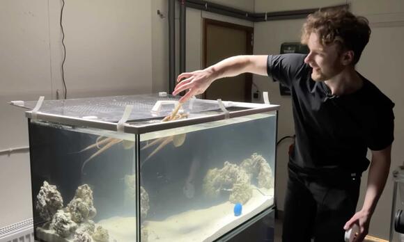 Why 2025 Was the “Year of the Octopus” and a Massive Octopus Bloom ...
